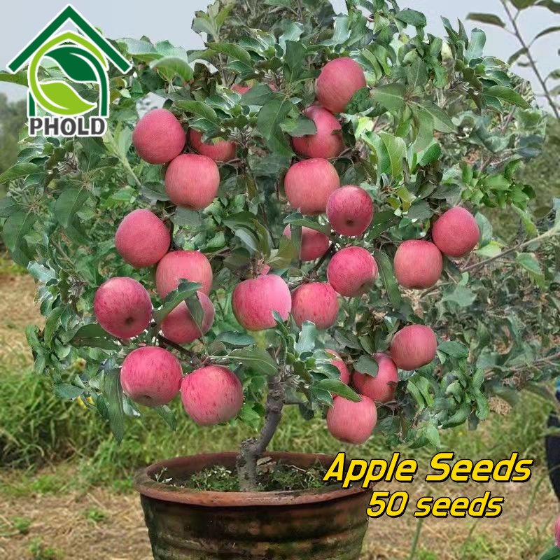Sweet Apple Seeds 10PCS Rare Fruit Seeds for Planting High Germination ...