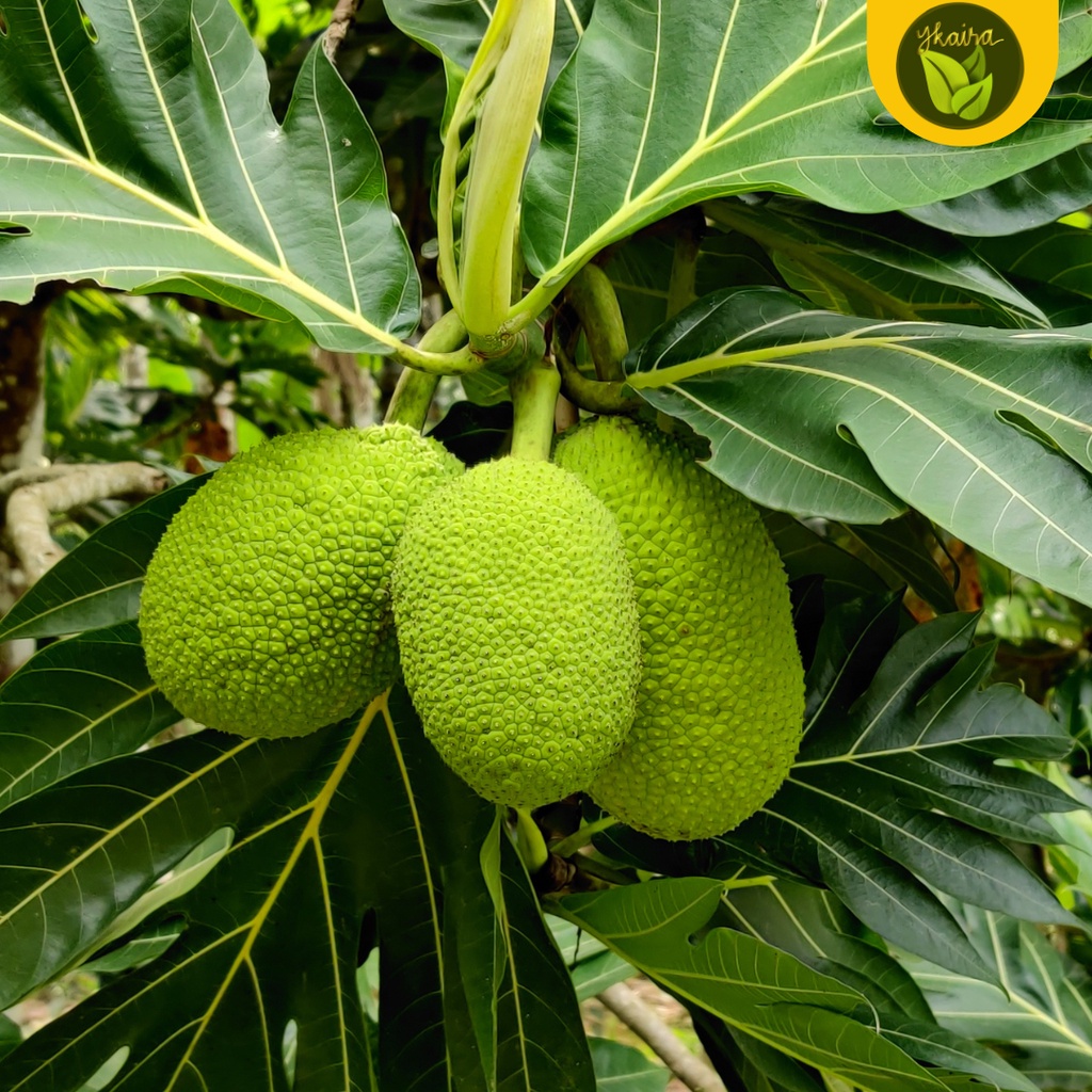 binhi Artocarpus camansi 5 seeds for planting pakak tree | Shopee ...