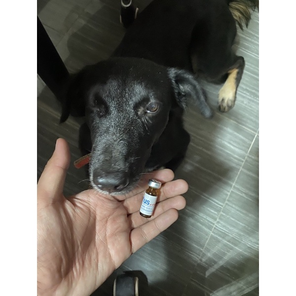 Legit detick For tick and flea for dogs and cats. | Shopee Philippines