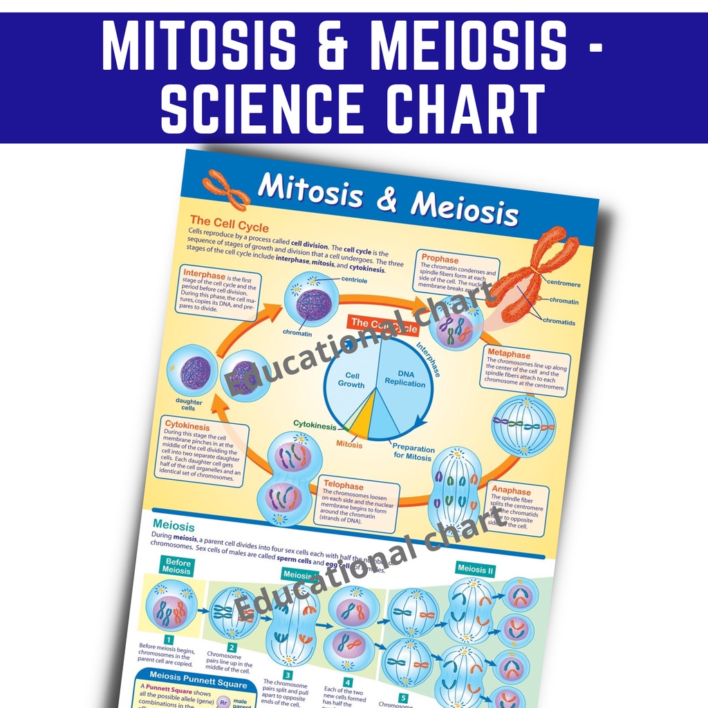 MITOSIS AND MEIOSIS POSTERS CHARTS I ALL ABOUT SCIENCE CHARTS, A4 Size ...