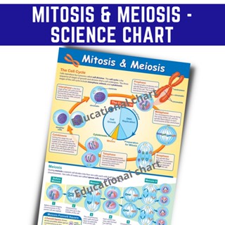 MITOSIS AND MEIOSIS POSTERS CHARTS I ALL ABOUT SCIENCE CHARTS, A4 Size ...