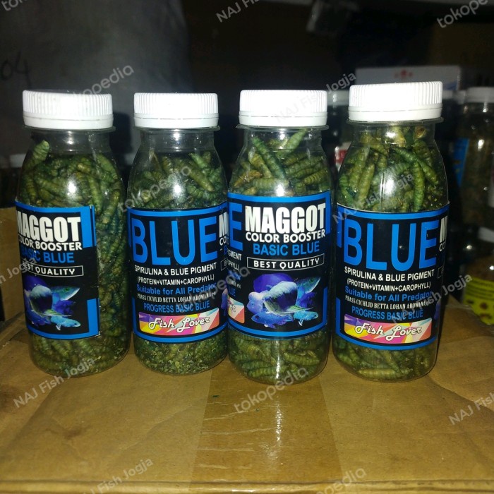 Maggot Super Maggot Blue Channa Proven to Be Awesome for Your Beloved ...