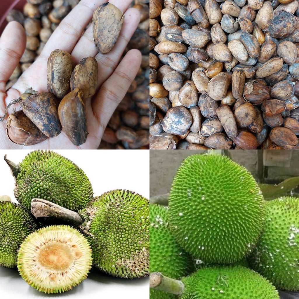 binhi pantanim 5 seeds Artocarpus camansi pakak vegetable plant ...