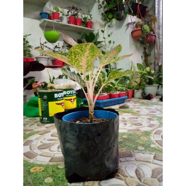 Big Roi Aglaonema (in polybag) | Shopee Philippines