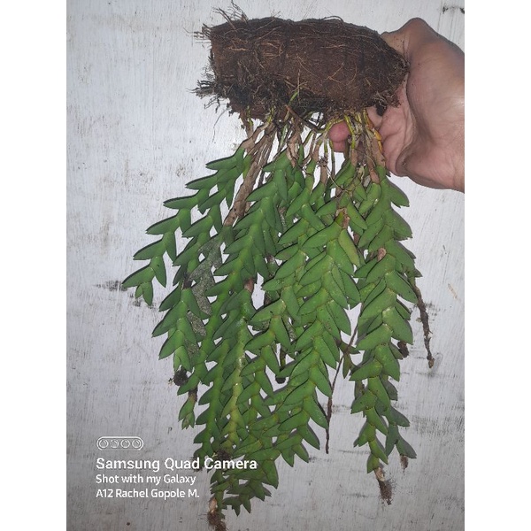 Buntot Hipon (Dendrobium aloifolium) | Shopee Philippines