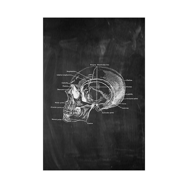 POSSBAY Anatomical Poster Medical Skeleton Organ Muscular System Canvas ...