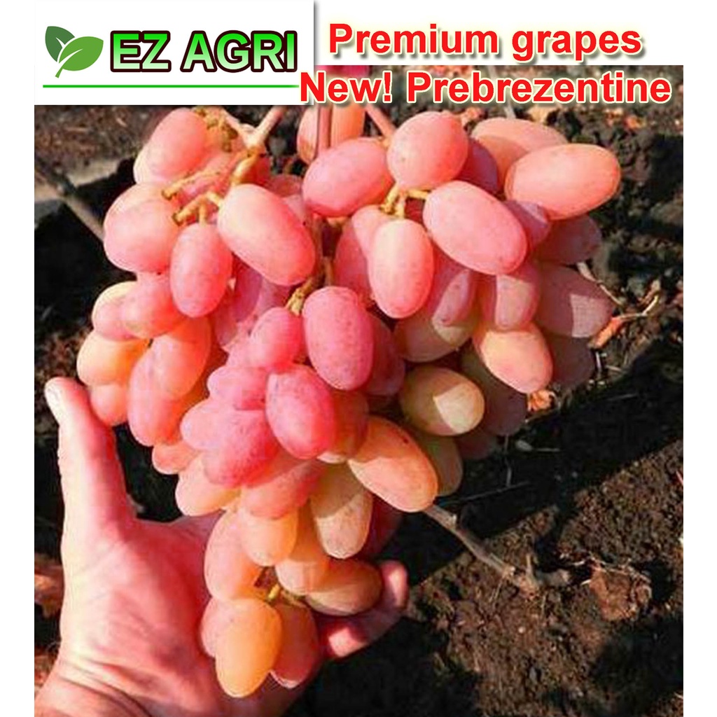 BAIKONUR rooted Grapes Cuttings GIANT RED SEEDLESS by ga3 Julian ...