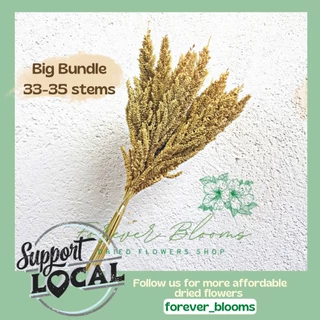 trigo - Best Prices and Online Promos - Jun 2024 | Shopee Philippines