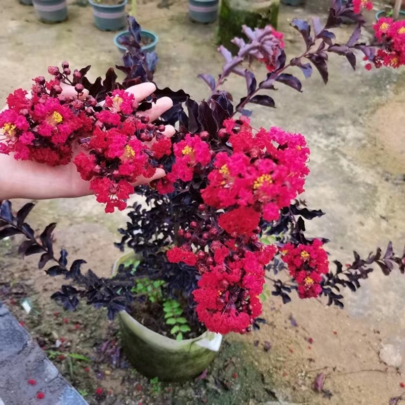 Mixed Colors Lagerstroemia Seeds (30 Seeds/pack) Bonsai Tree Seeds for ...