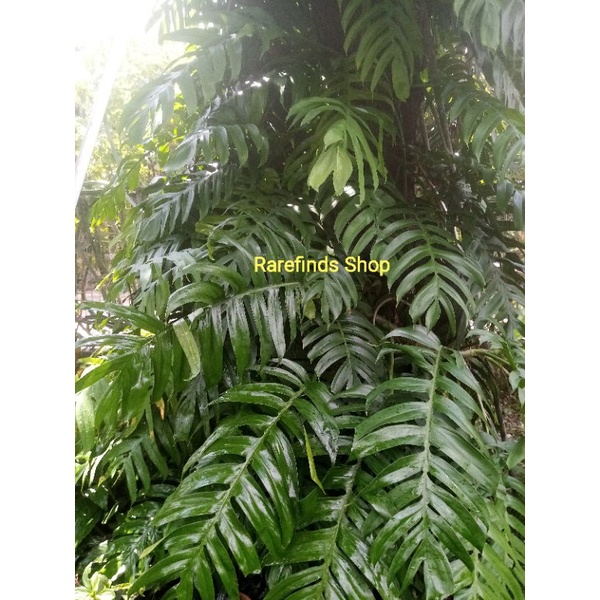 DRAGON TAIL or TIBATIB (Epipremnum Pinnatum) 2 stems with 2 nodes for ...