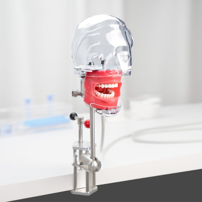Dental Teeth Model Simple Head Simulator Phantom Manikin With Teeth For ...