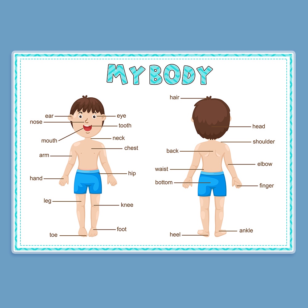 My Body Learning English Words Educational Posters for Kids Baby ...