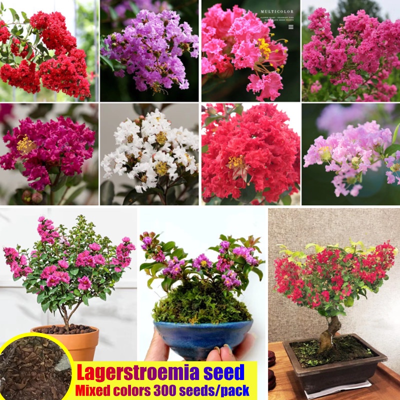 Colorful Lagerstroemia Seeds for Planting (30 Seeds Per Bag) Potted ...