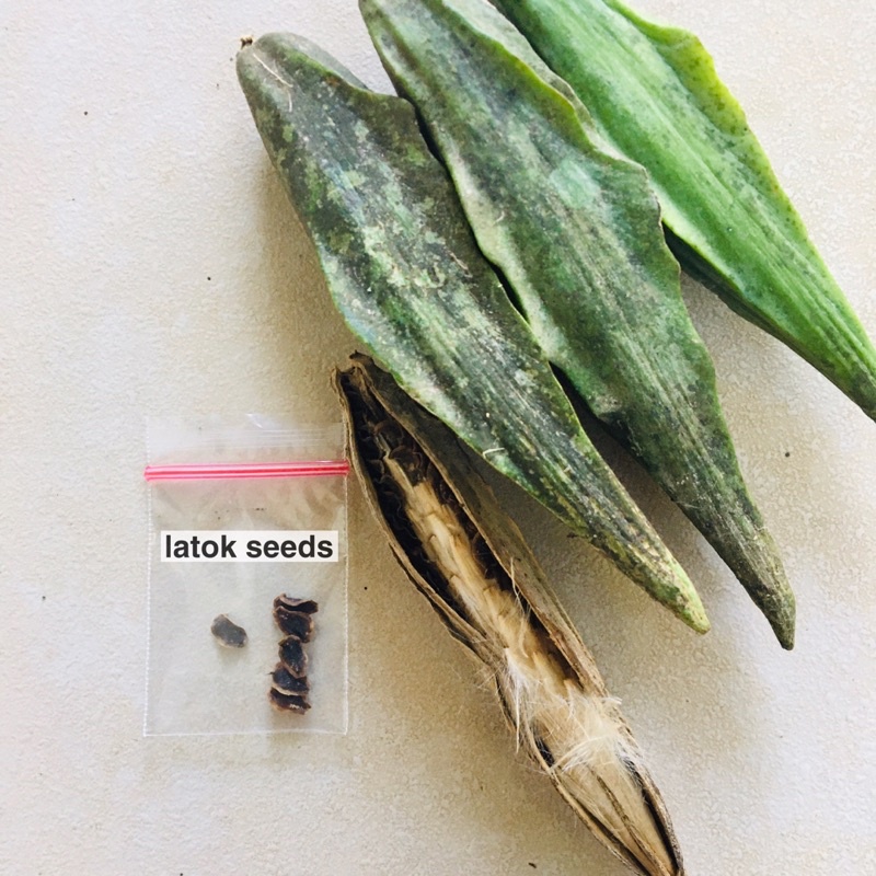 latok/kapas-kapas/sabidukong/pusapusa/dukep/bagbagkong/ampupuyat rare ...