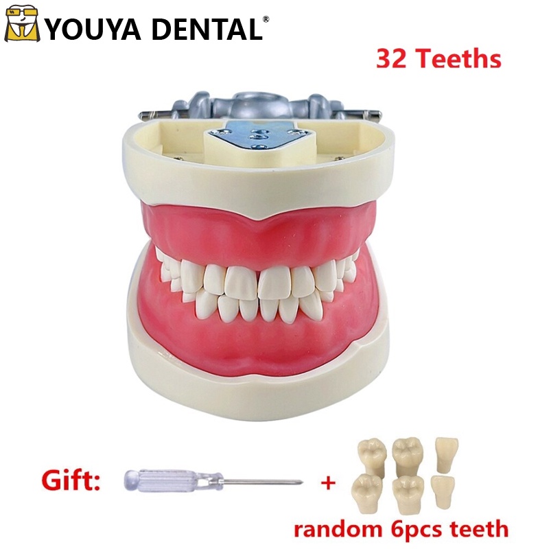 32 Teeth Model Adult Tooth Model Dental Teaching Soft Gums Teeth Model ...