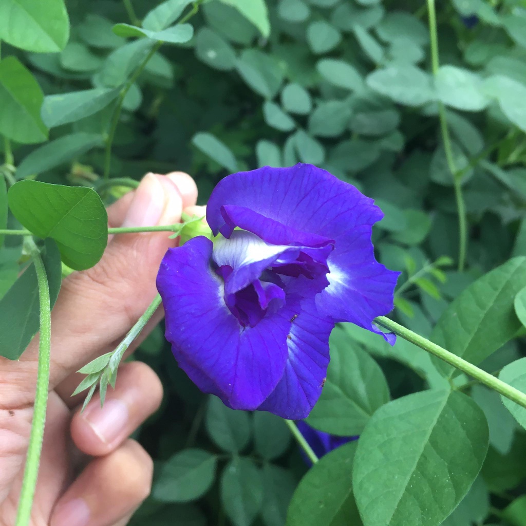Blue Ternatea Tea Herbal Flower 10 Seeds Outdoor Garden Plant | Shopee ...