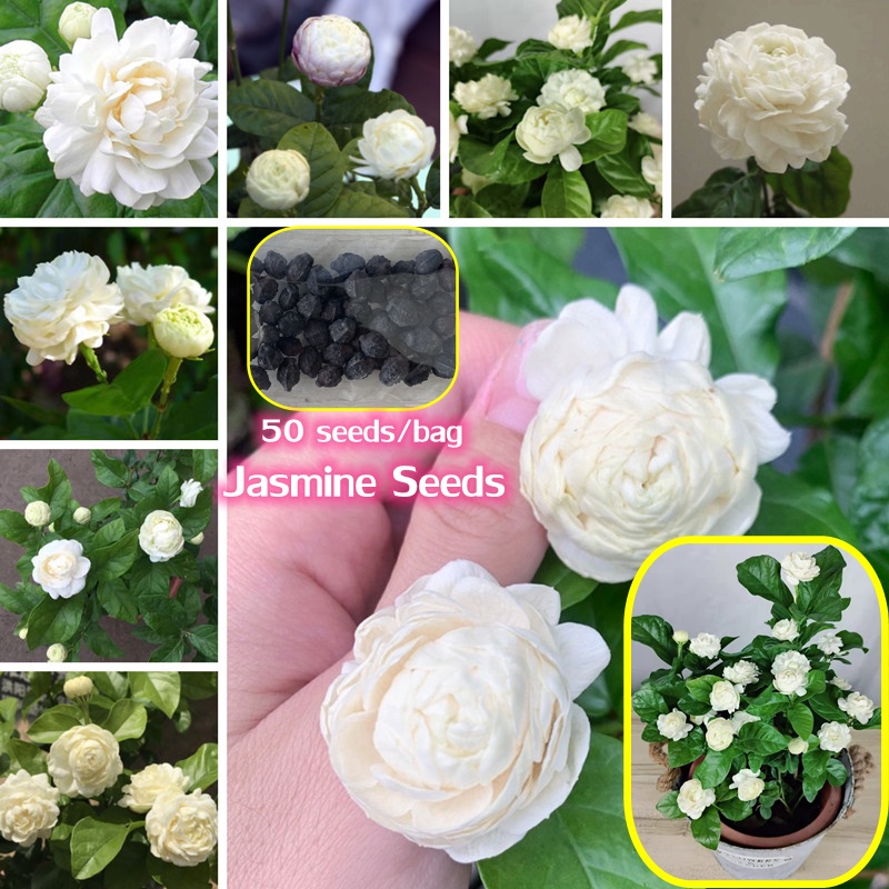 White Jasmine Seeds for Planting 5 Seeds Potted Garden Balcony Aromatic ...