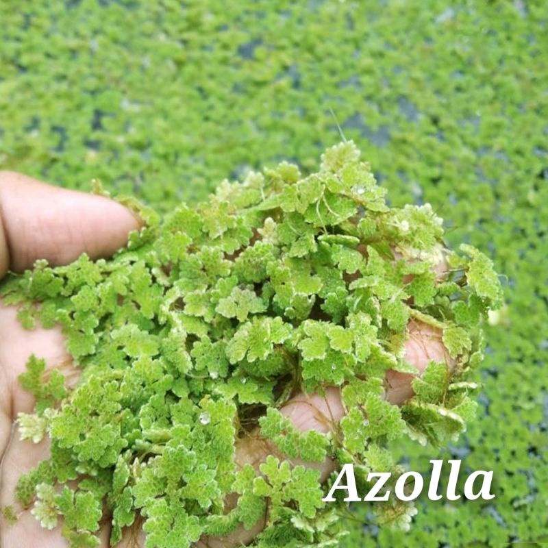 Azolla floating plants food for fish | Shopee Philippines