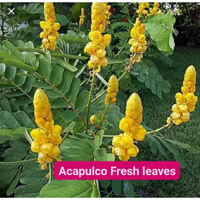 Akapulko fresh Leaves 30Pcs per pack choose j&t for fast shipping ...