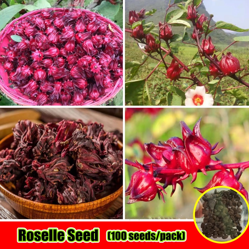 100PCS Red Roselle Seeds for Sale Edible Flower Seeds Can Be Used for ...