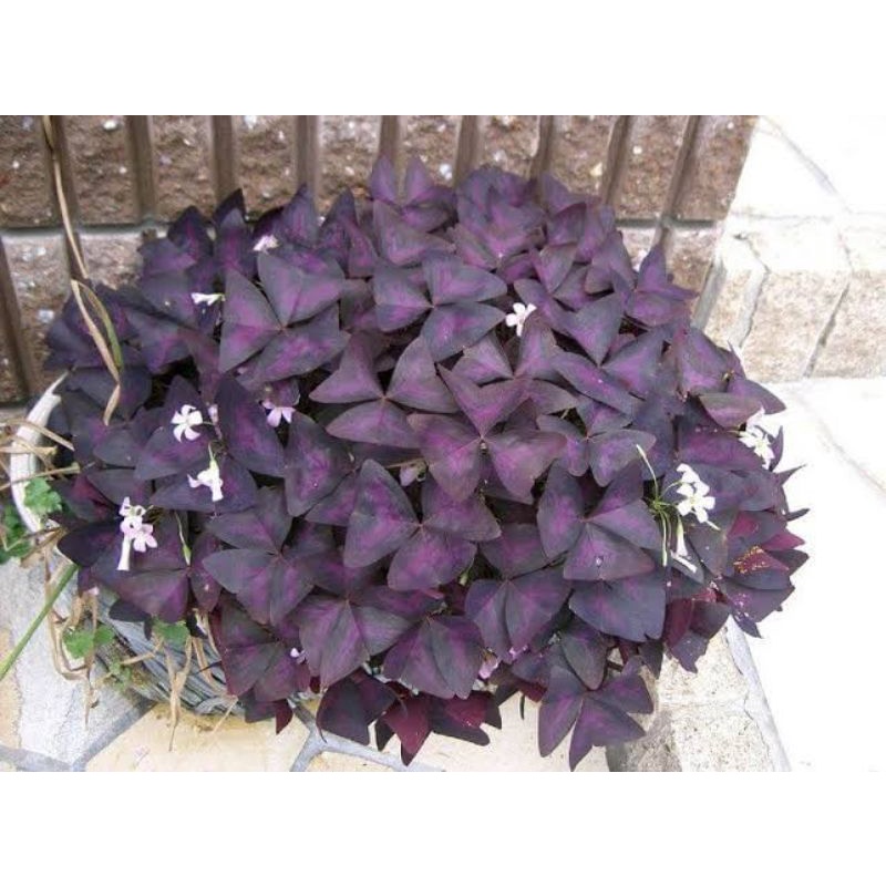 OXALIS TRIANGULARIS || PURPLE SHAMROCK || Butterfly purple live plant ...