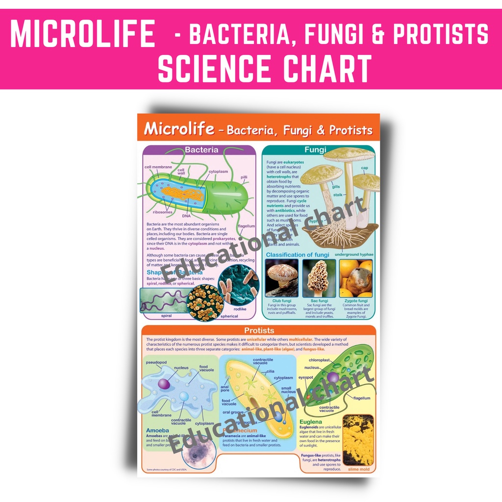 MICROLIFE BACTERIA FUNGI & PROTISTS POSTERS CHARTS I ALL ABOUT SCIENCE ...