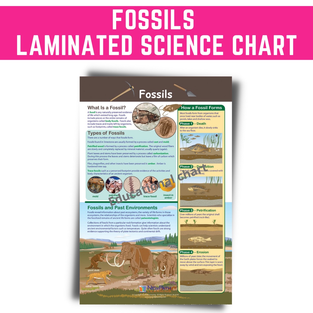 FOSSILS POSTERS CHARTS I ALL ABOUT SCIENCE CHARTS, A4 Size Laminated ...