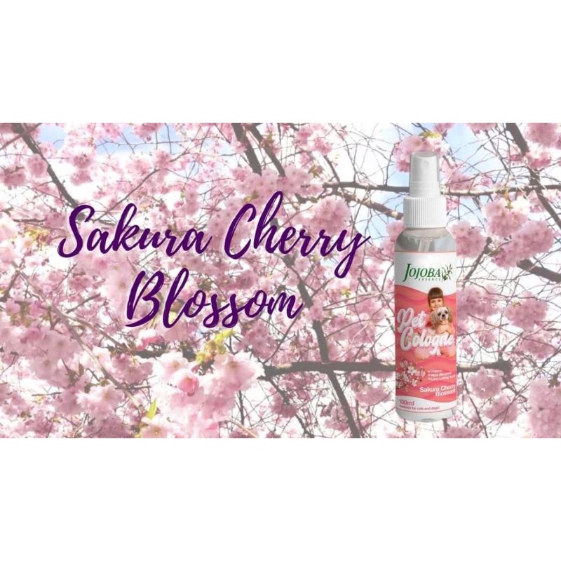𝗝𝗼𝗷𝗼𝗯𝗮 𝗣𝗘𝗧 𝗖𝗼𝗹𝗼𝗴𝗻𝗲 ** 𝗦𝗮𝗸𝘂𝗿𝗮 𝗖𝗵𝗲𝗿𝗿𝘆 𝗕𝗹𝗼𝘀𝘀𝗼𝗺 𝟭𝟬𝟬𝗺𝗹 | Shopee Philippines