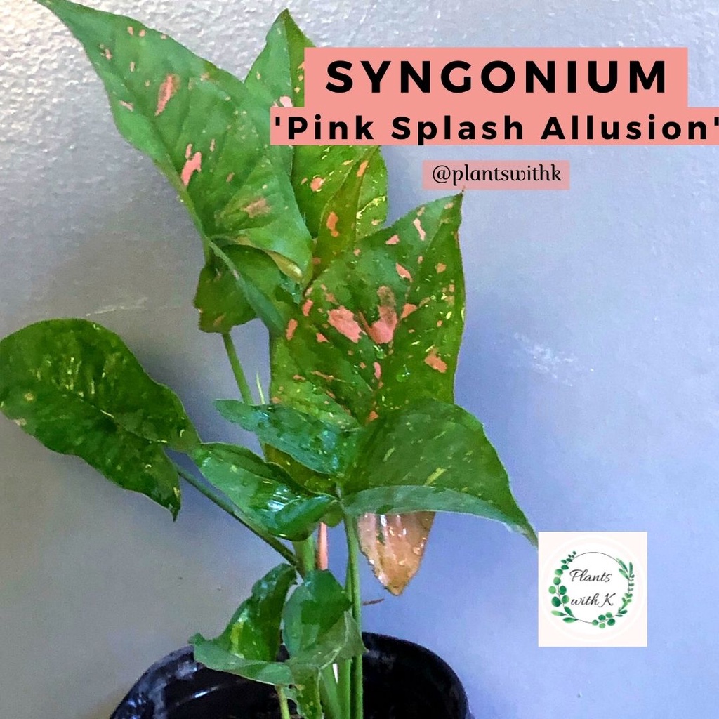 Syngonium Pink Splash Allusion, Pink, Syngonium podophyllum 'Pink ...