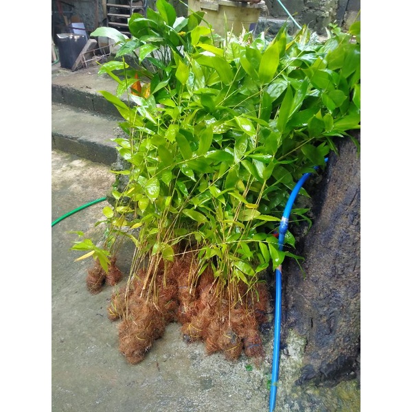 Iron bamboo plant(18pcs) | Shopee Philippines