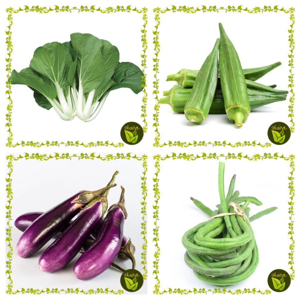 4 in 1 Pack Seeds for Planting Pechay Okra Talong Sitaw Vegetable Binhi ...