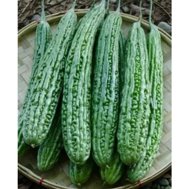 Ampalayang Haba / Ampalayang Ilocano native ampalaya Certified seeds ...