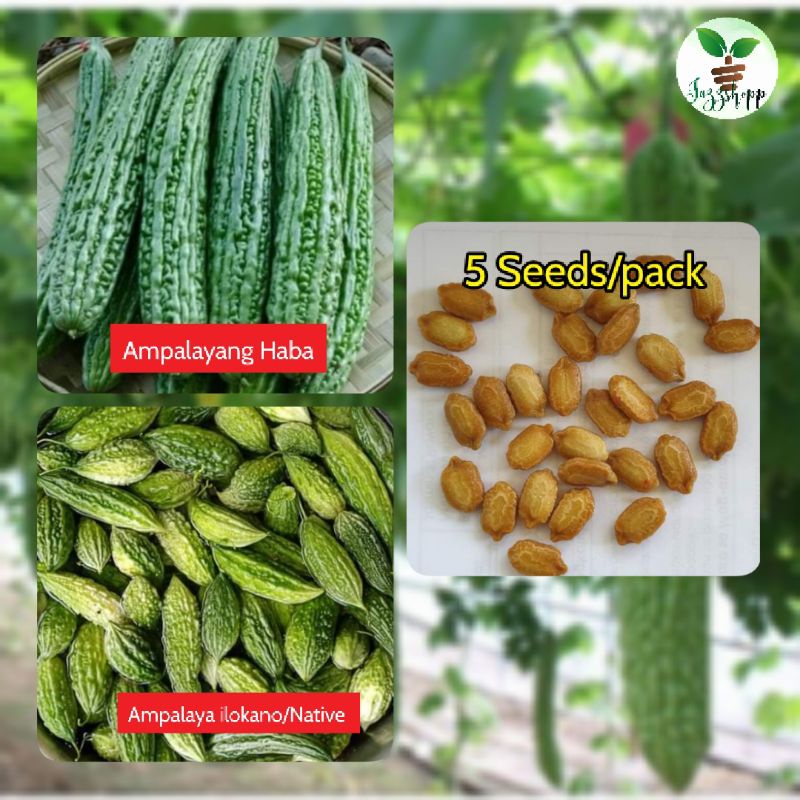 Ampalayang Haba / Ampalayang Ilocano native ampalaya Certified seeds ...