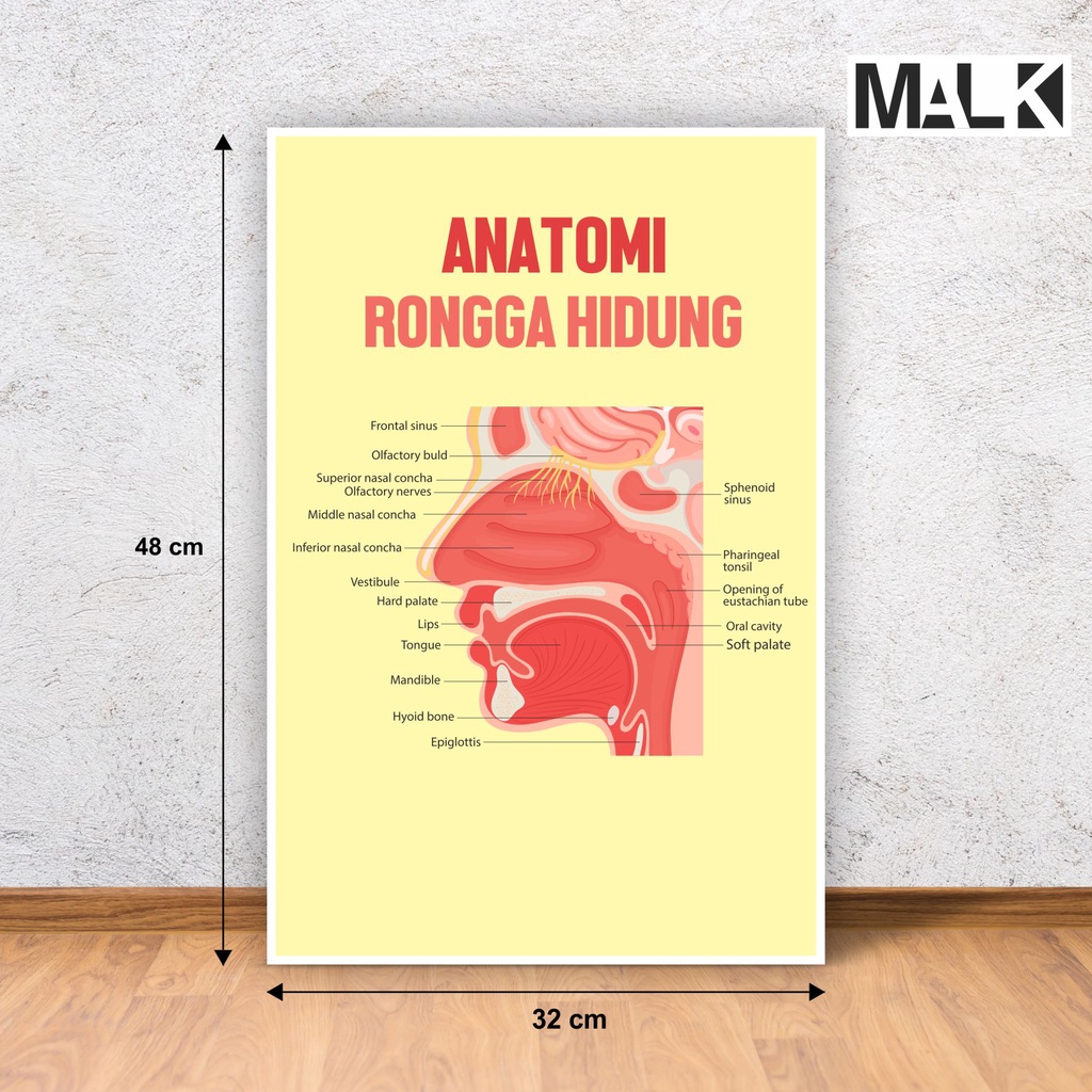 Nasal Cavity Anatomy Poster | Shopee Philippines