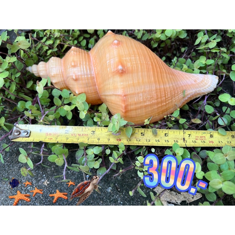 Conch Shell Size 7-8 Inches Shells Natural | Shopee Philippines