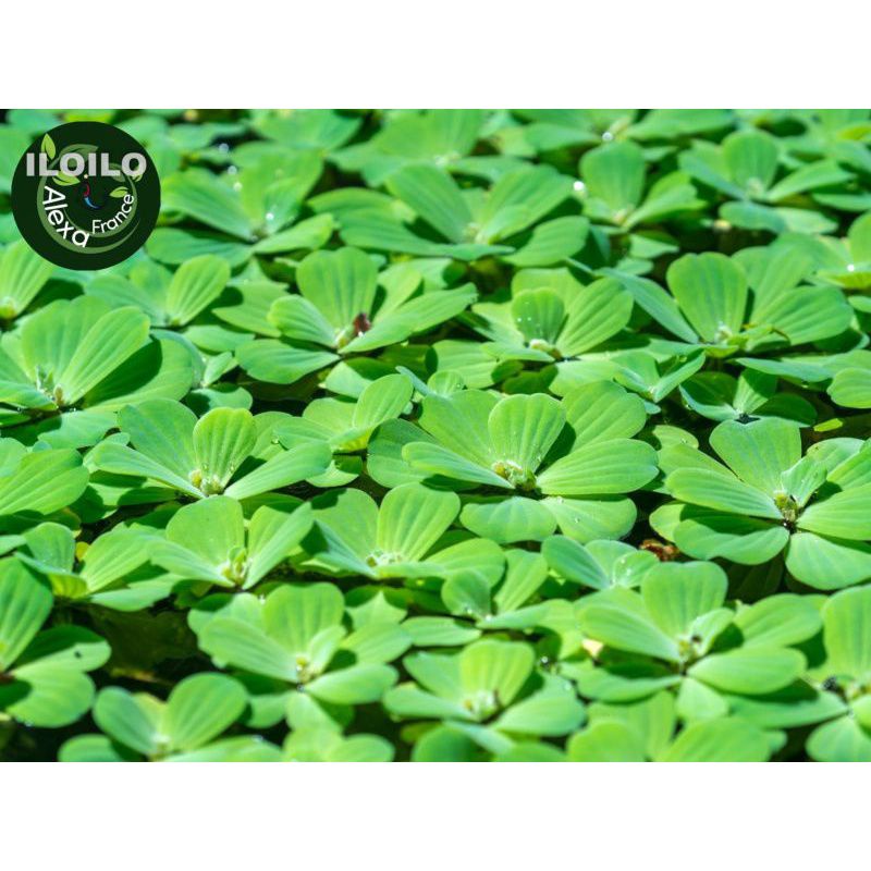 water letuce,duckweed,azolla,frogbits floating plants decor to your ...