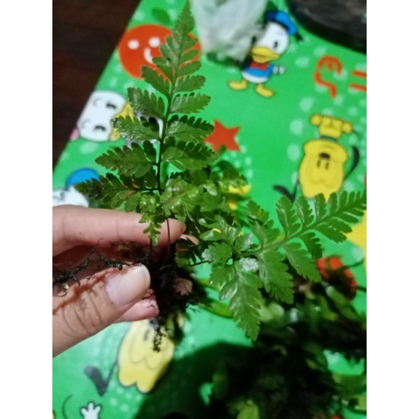 rabbits foot ferns ( ferns ) | Shopee Philippines