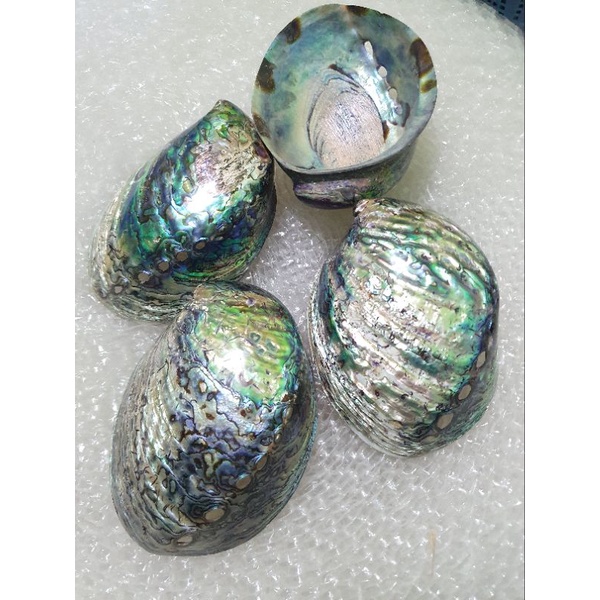 Authentic Abalone Shell Blue/Green Color 5 to 5.5 inch | Shopee Philippines