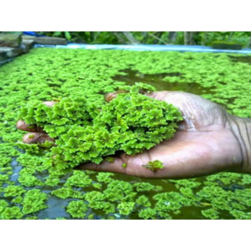 azolla 1 cup 4oz starter | Shopee Philippines