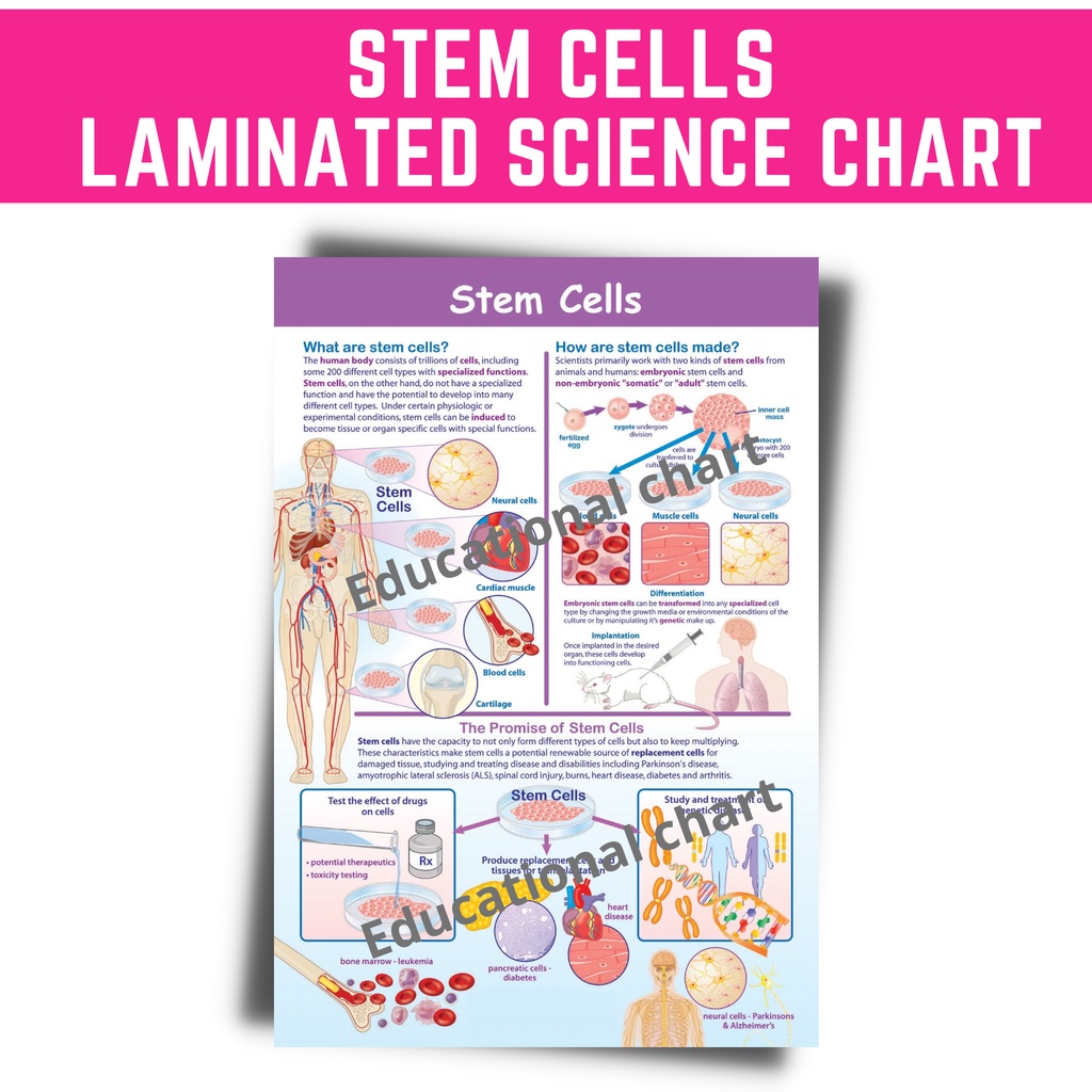 STEM CELLS POSTERS CHARTS I ALL ABOUT SCIENCE CHARTS, A4 Size Laminated ...