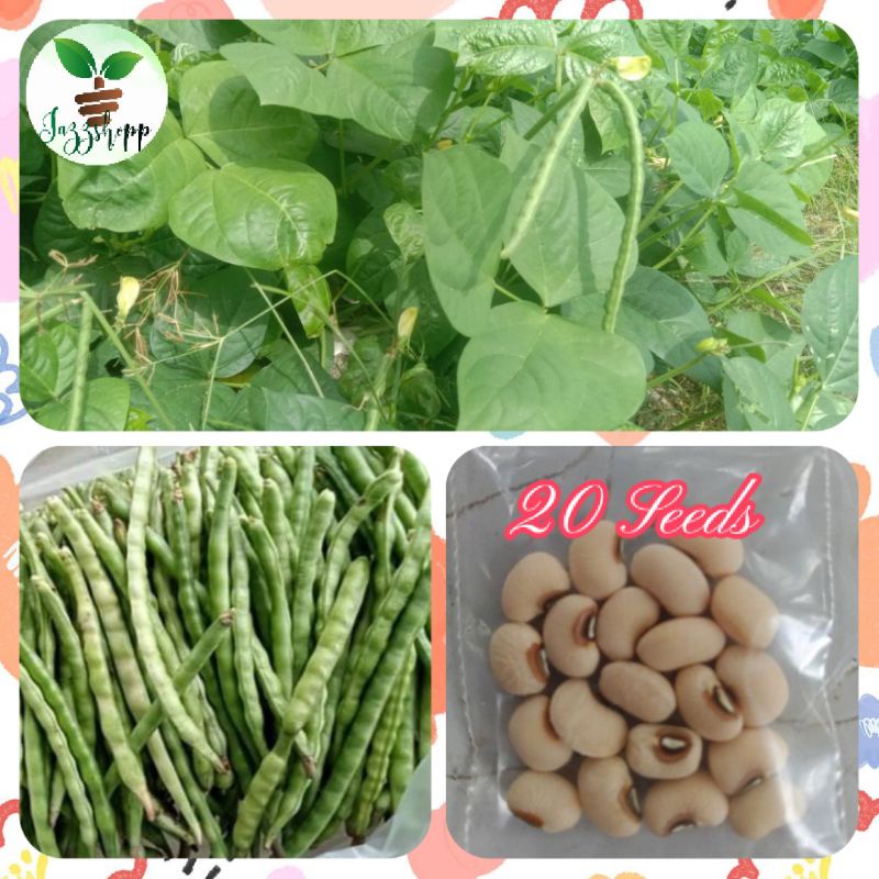 Native Sitaw Na turo Seed/ Ilocano for planting/ New harvest | Shopee ...