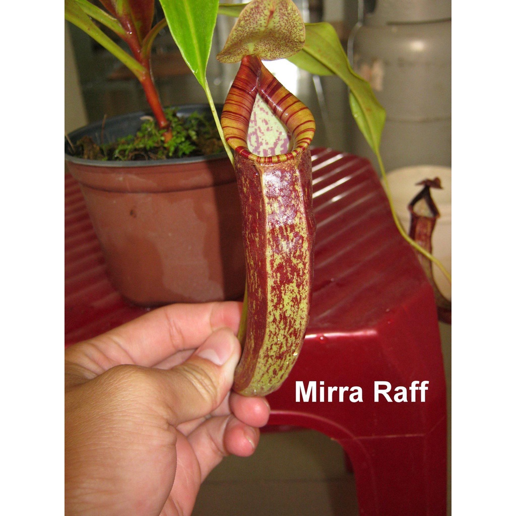 nepenthes / pitcher plant Mira x Rafflesiana SEEDS ONLY (PER POD ...