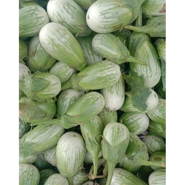 Native Talong Seed / Seeds for planting (New harvest) | Shopee Philippines