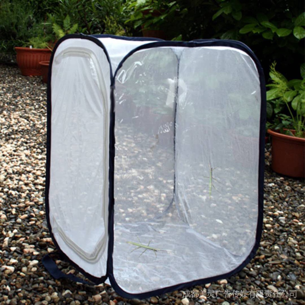 Mantis Cricket Insect Living Egg Sheath Hatching Butterfly Feathered ...