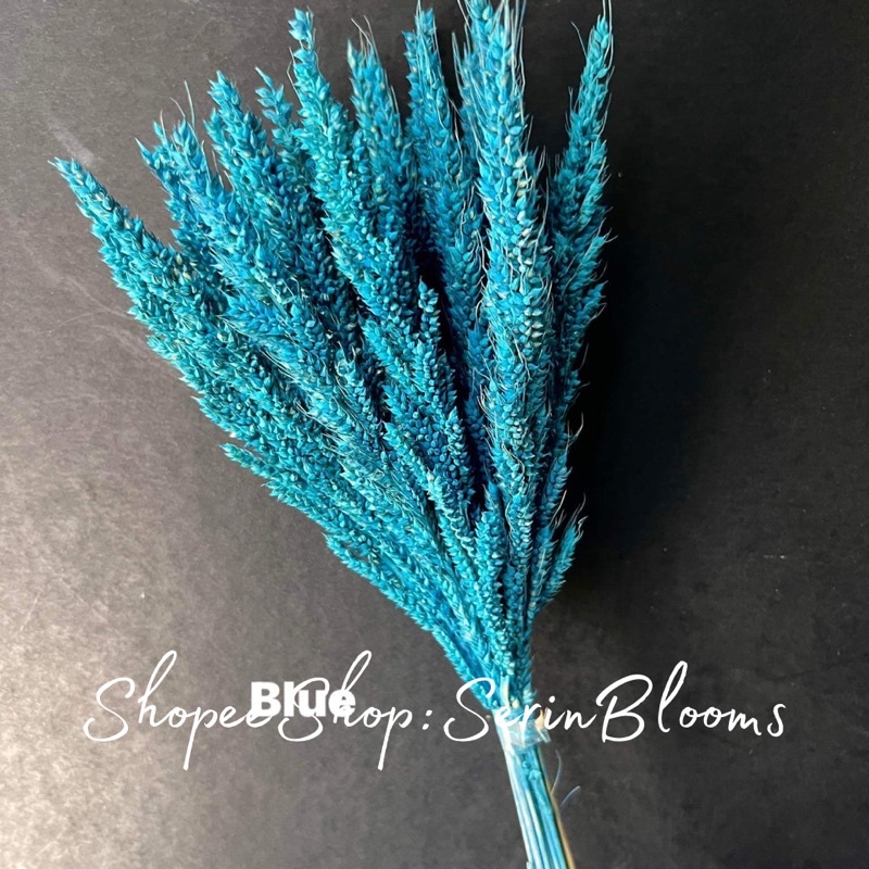 Local Dried Trigo sold per bundle | Shopee Philippines