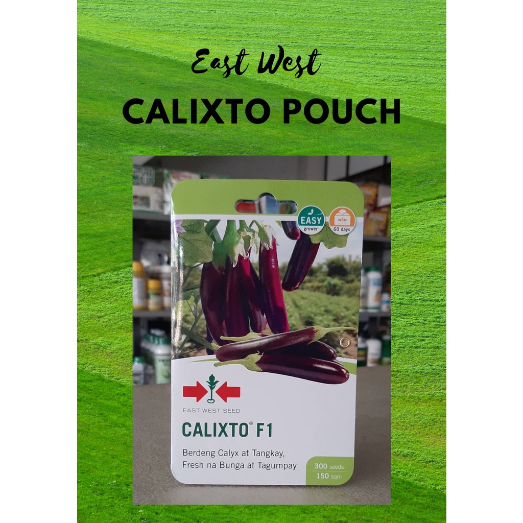East West CALIXTO F1 Eggplant seeds Pack (300 seeds/pack | Shopee ...