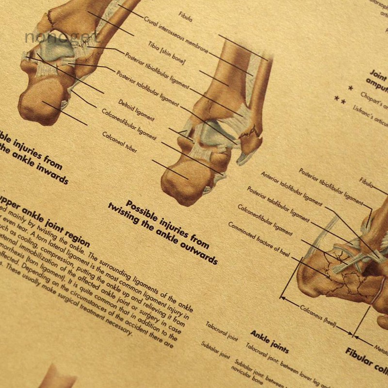 Dijiaor Foot Joints of Foot Chart Anatomy Pathology Poster Painting ...