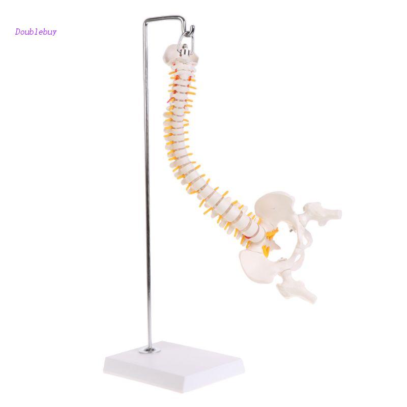 Doublebuy 45cm Flexible Human Spinal Column Vertebral Lumbar Curve ...