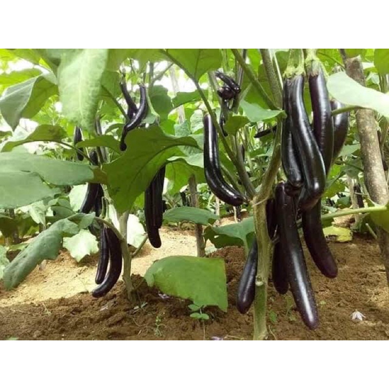 Talong Haba Hybrid (15pcs seeds) | Shopee Philippines