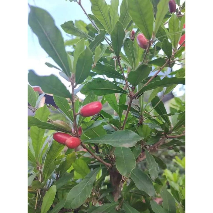 Miracle Berry Magic Berry Plant or Seeds | Shopee Philippines